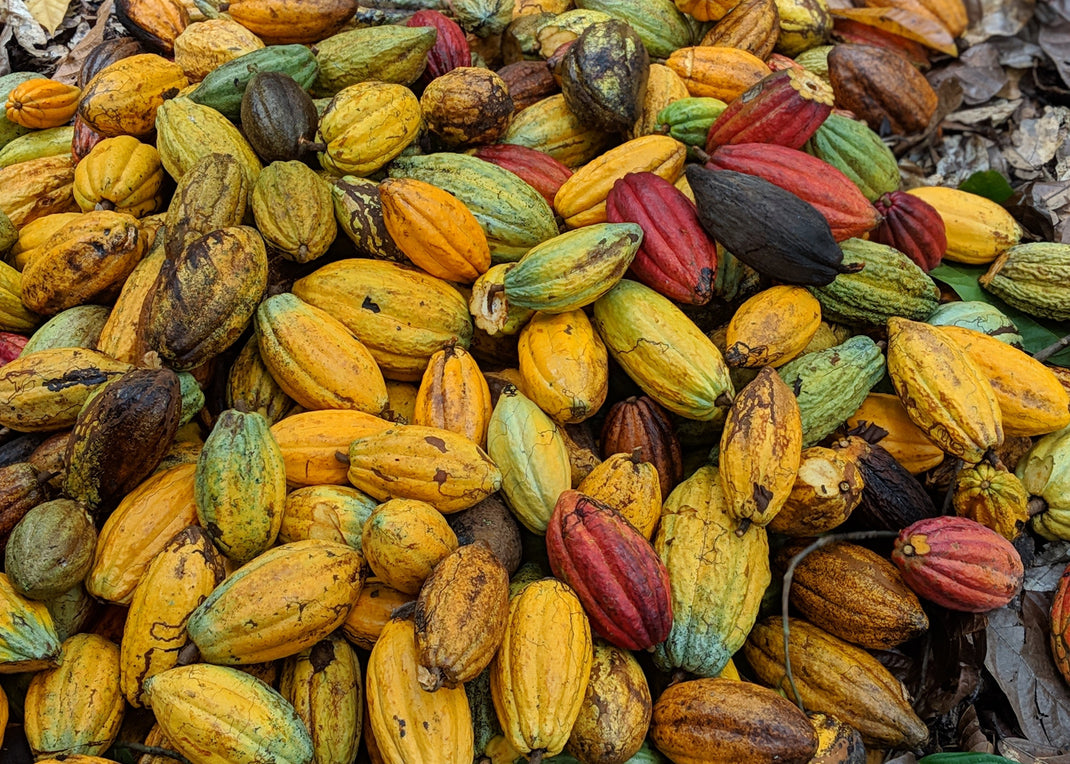 About Us – Codex Chocolate