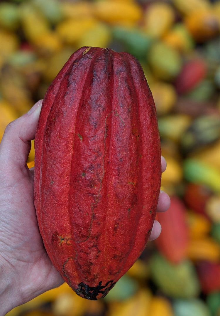 About Us – Codex Chocolate